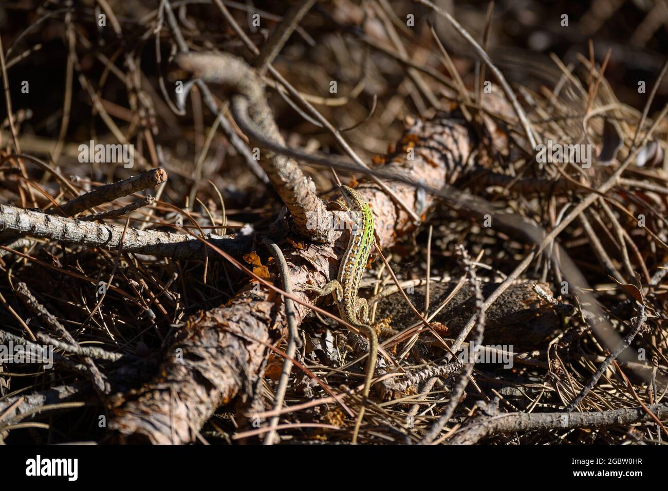 green lizard in the oldgrown pine forest of Feniglia, Tuscany Stock ...
