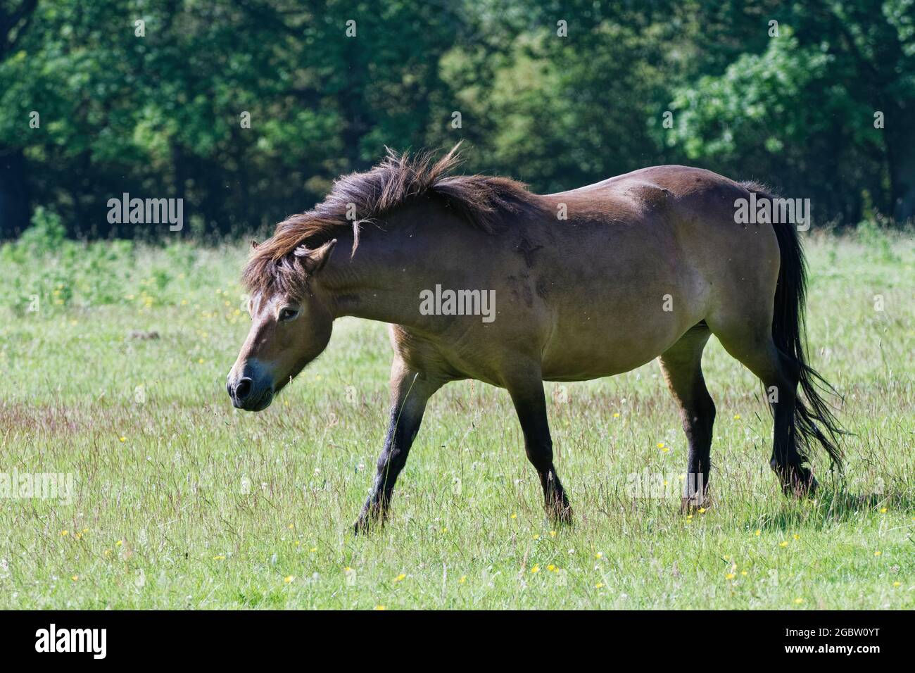 Knepp estate rewilding exmoor ponies pony hi-res stock photography and ...