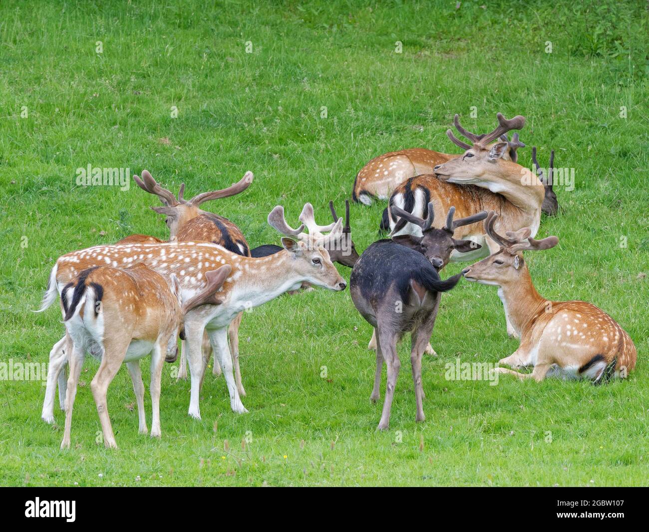 Black fallow deer hi-res stock photography and images - Alamy