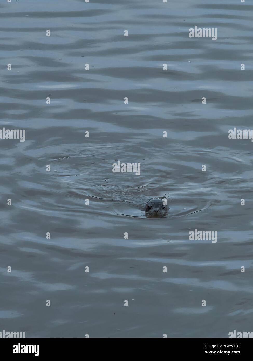 Breaking the seal hi-res stock photography and images - Alamy