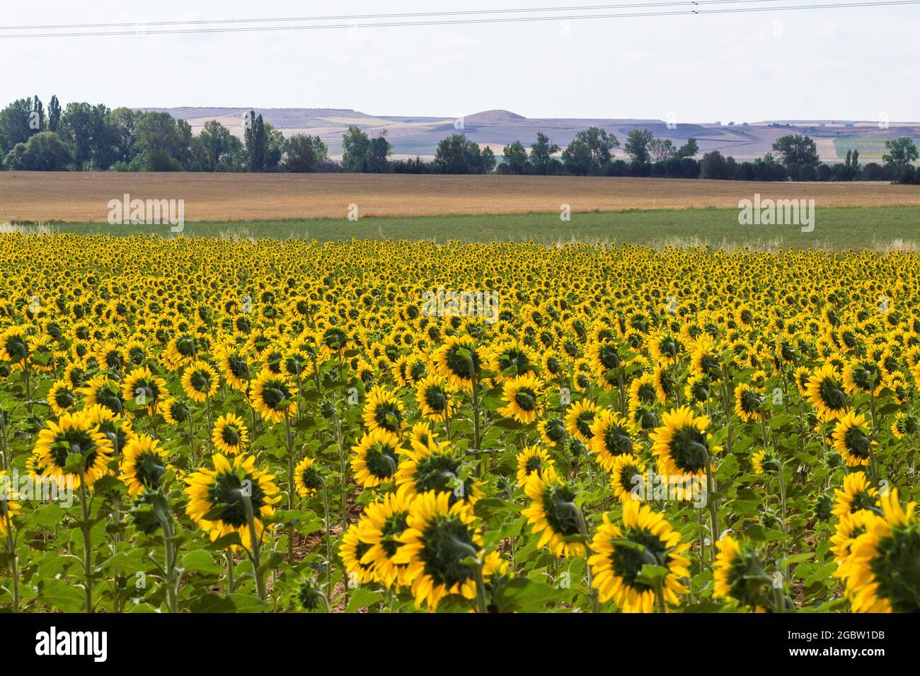 Field of sunflowers in July Stock Photo - Alamy