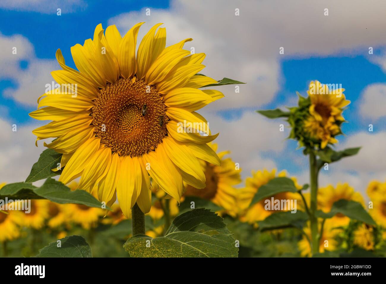 Field of sunflowers in July Stock Photo - Alamy