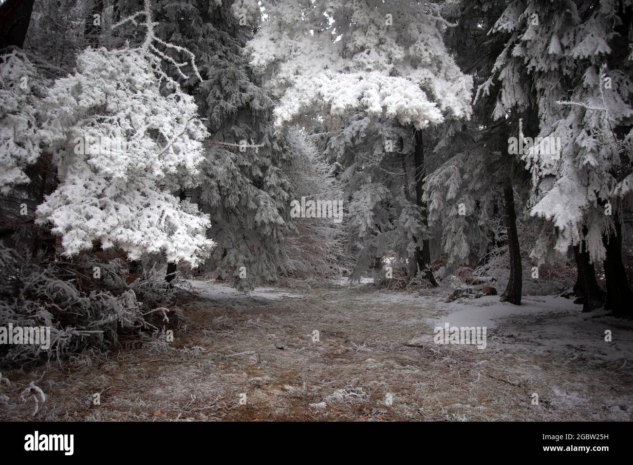 Pinewood landscape hi-res stock photography and images - Alamy