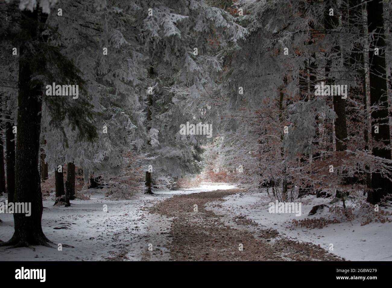 Pinewood landscape hi-res stock photography and images - Alamy