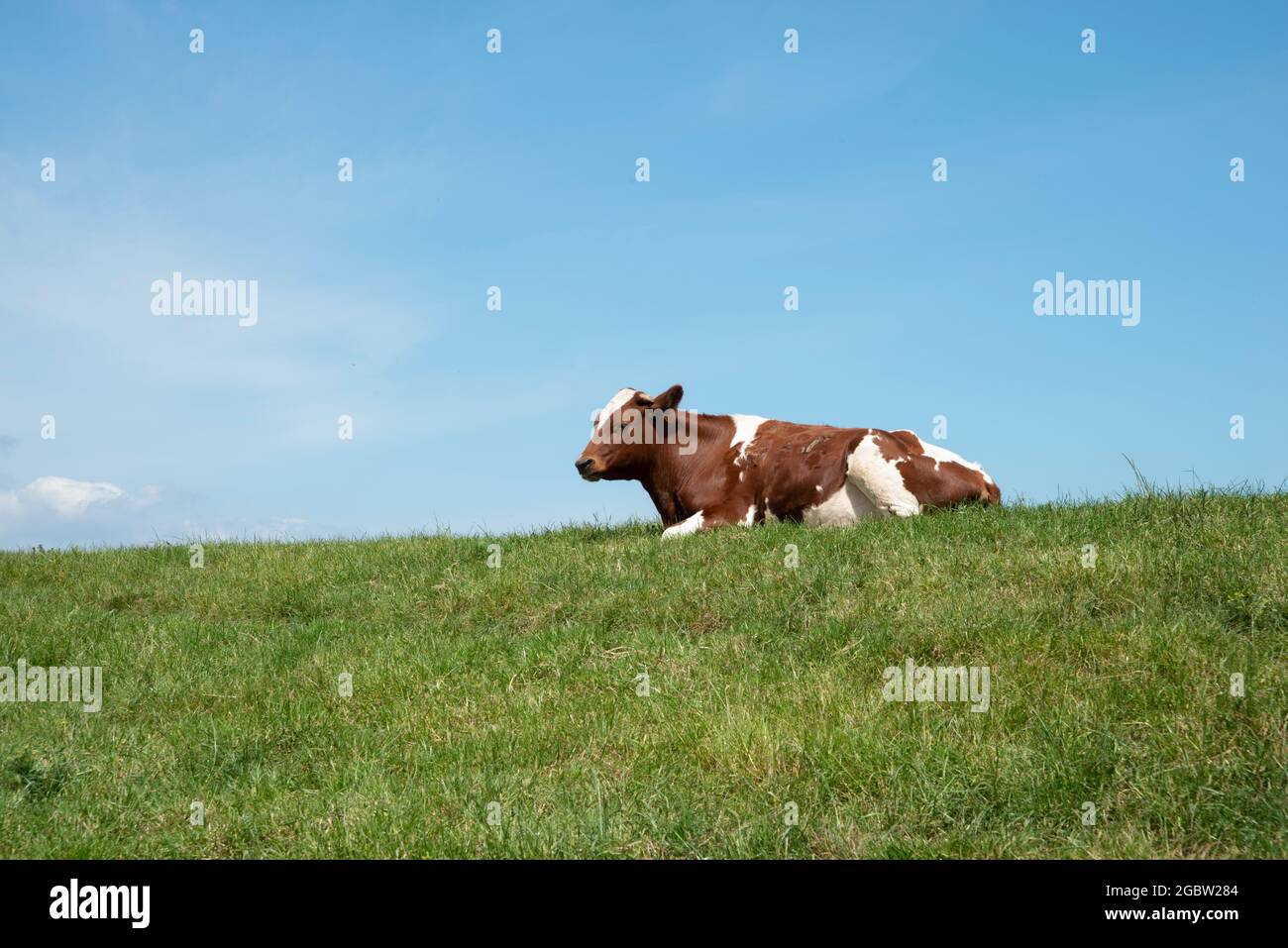 Dairy Cow laying down Stock Photo - Alamy
