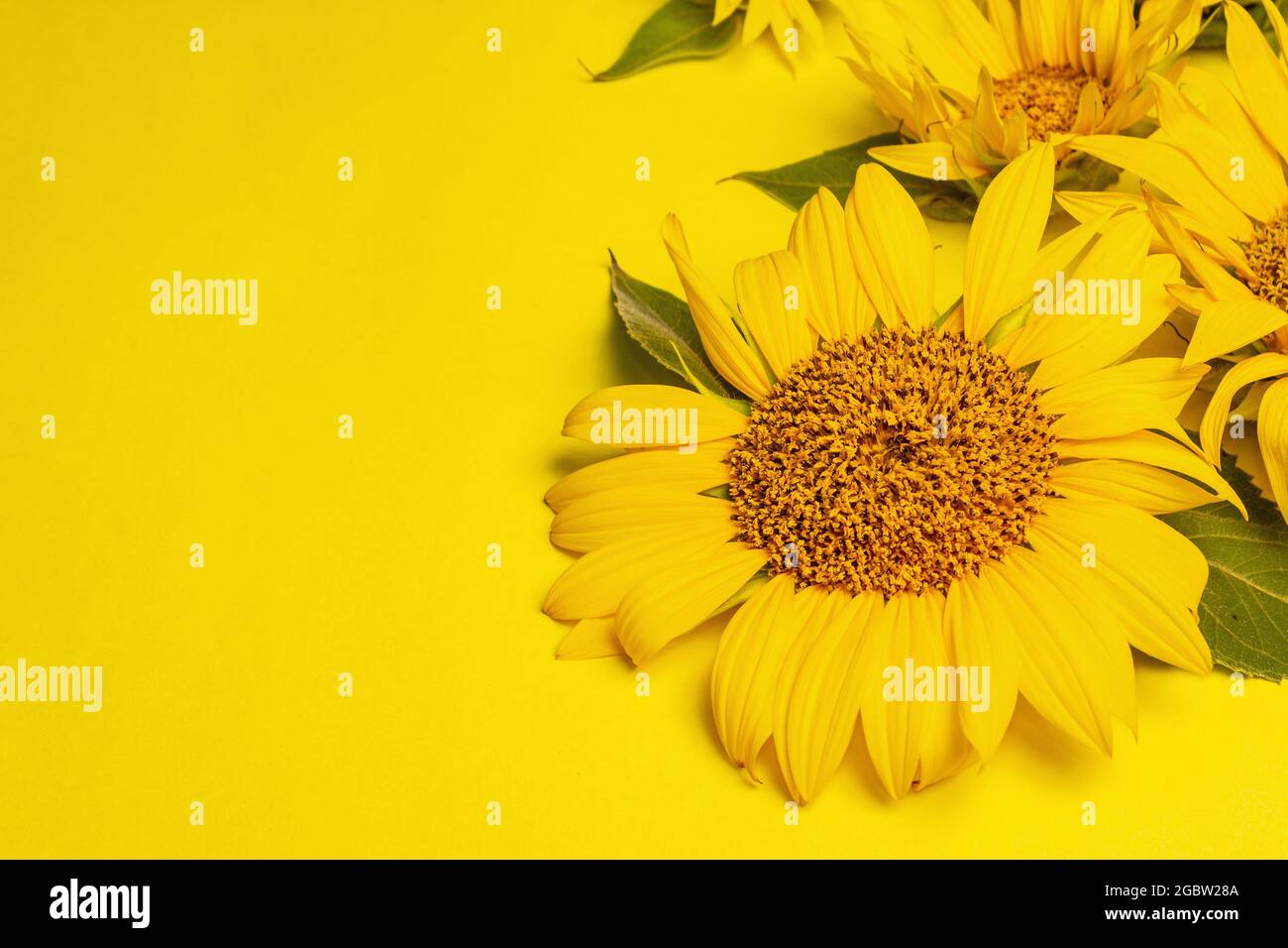 Plain Yellow Background For Powerpoint