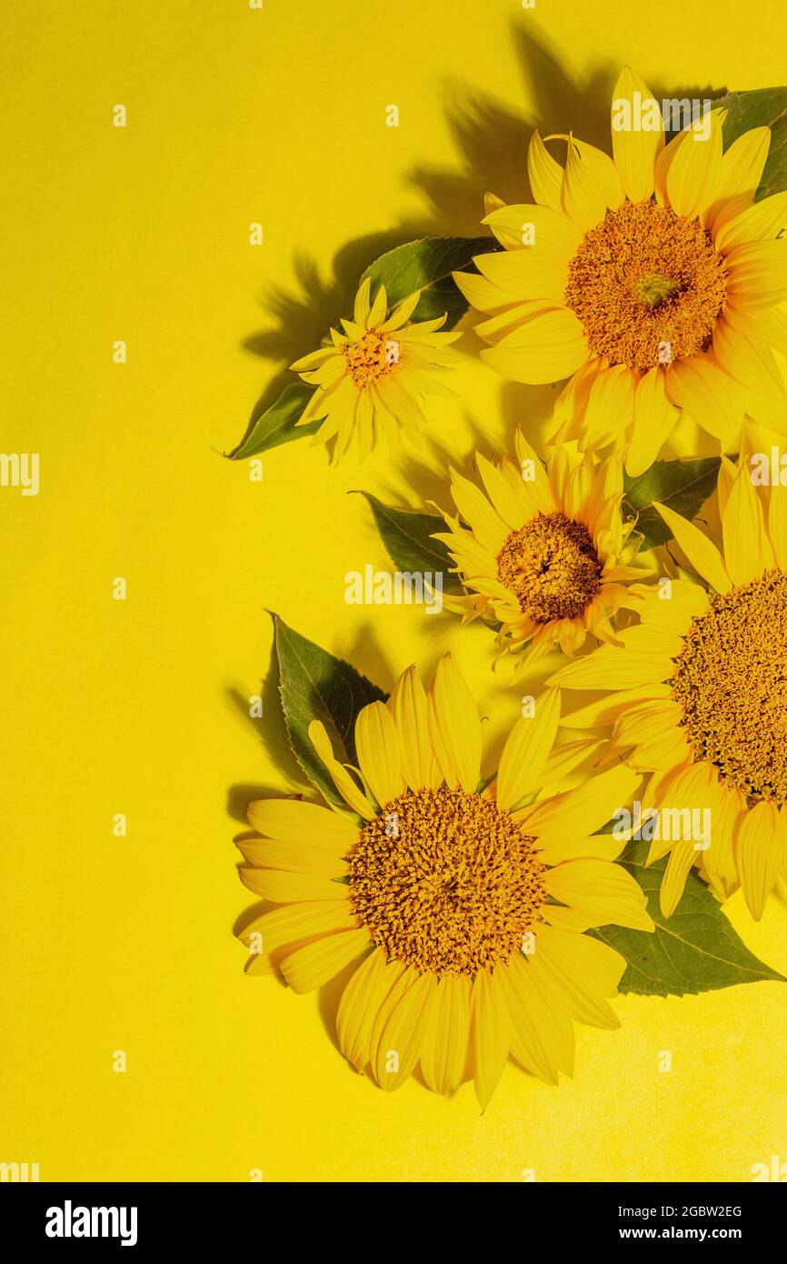 Yellow sunflowers on bright yellow background. Summer bright greeting ...