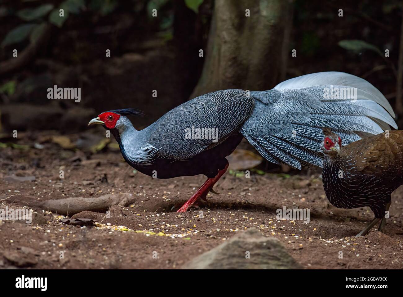 The male Kalij pheasant,beautiful bird in tropical forest Stock Photo ...