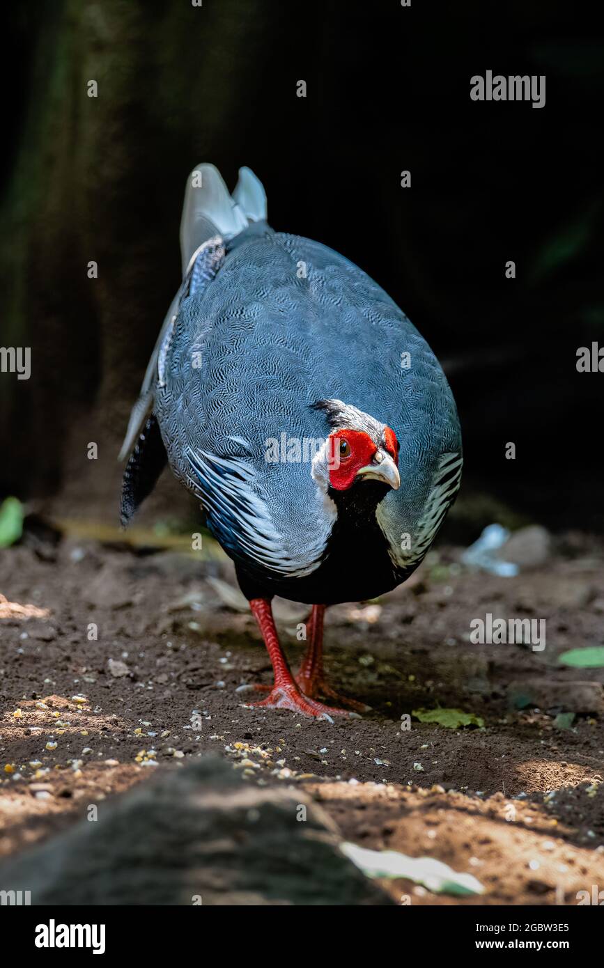 The male Kalij pheasant,beautiful bird in tropical forest Stock Photo ...