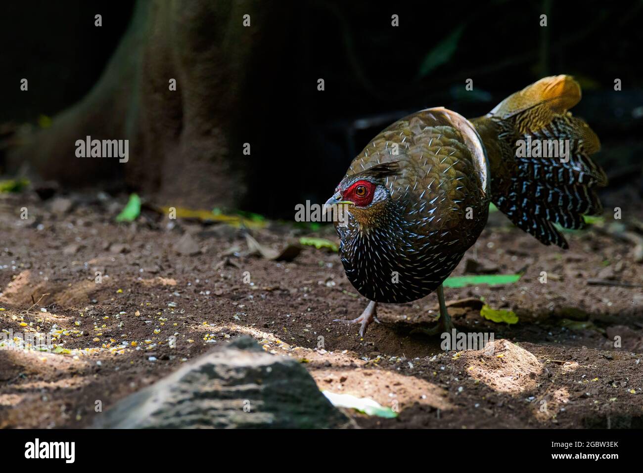Female The kalij pheasant,beautiful bird in tropicalrain forest Stock ...