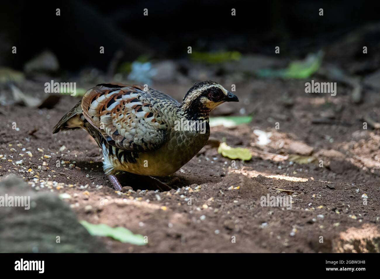 green-legged partridge or scaly-breasted Partridge,beautiful bird in ...