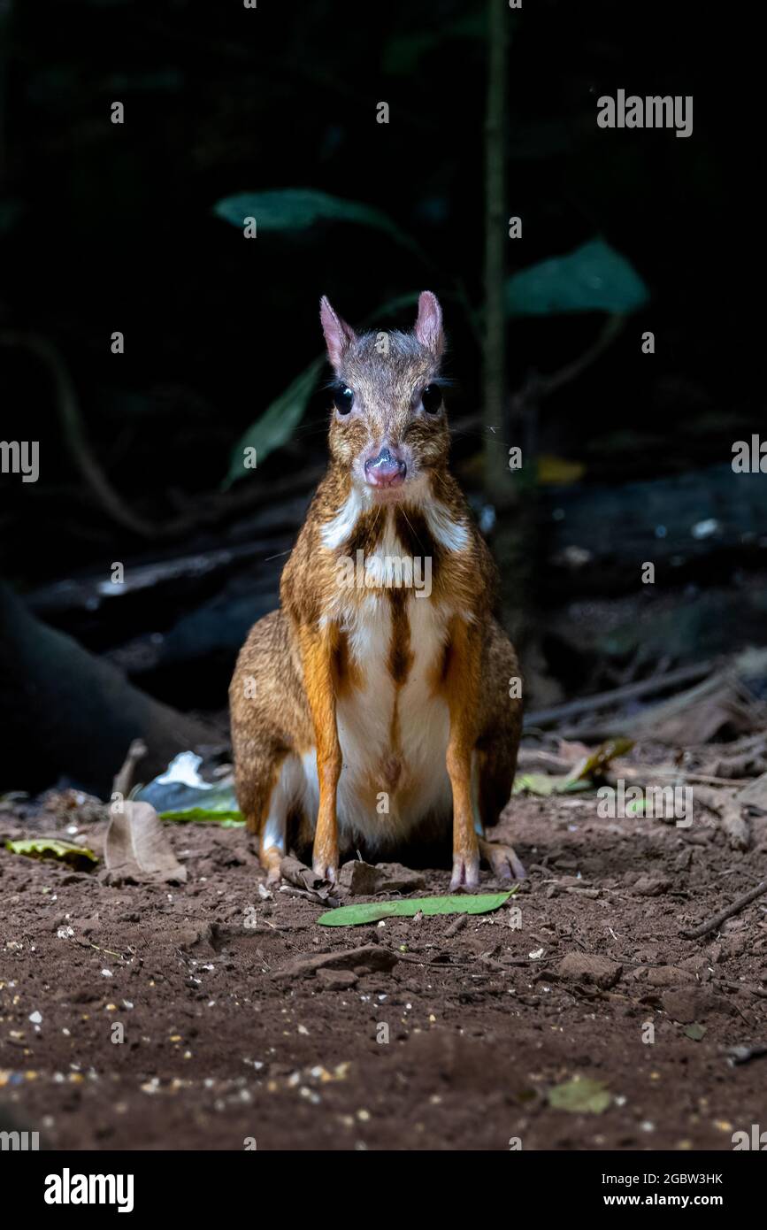 Lesser mouse-deer (Tragulus kanchil) walking in real nature Stock Photo ...