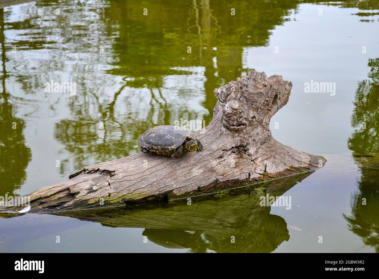 Turtle reservation hi-res stock photography and images - Alamy