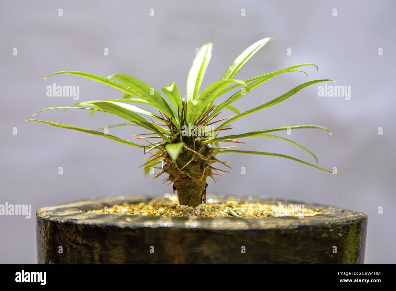 Vanda falcata hi-res stock photography and images - Alamy