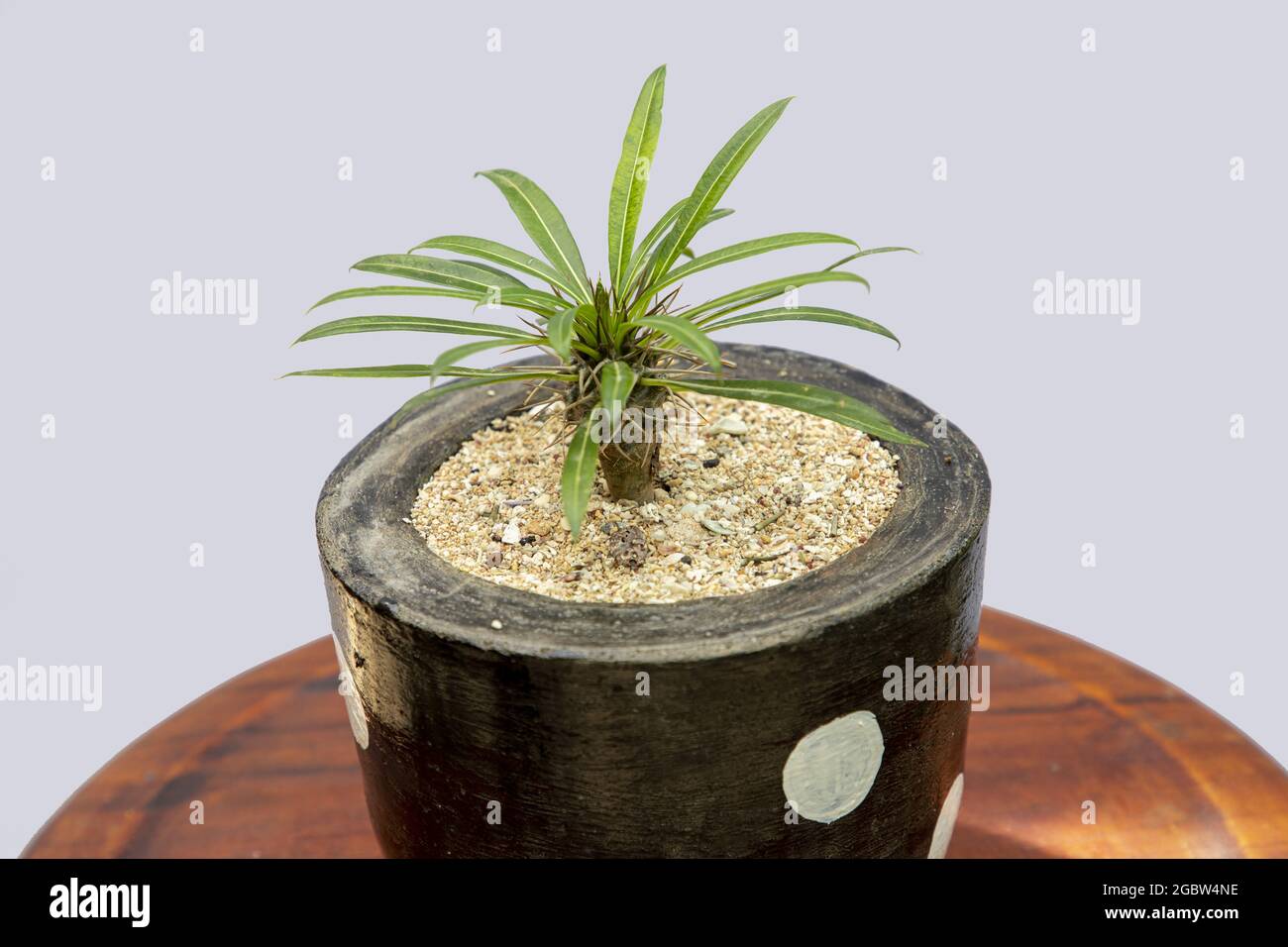 Vanda falcata hi-res stock photography and images - Alamy