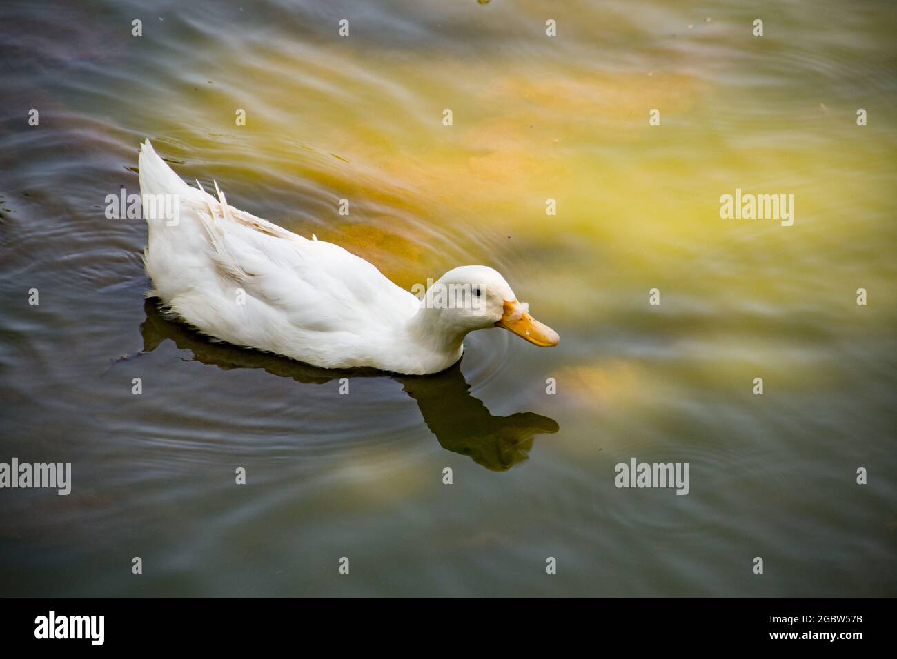 White duck swimming in the lake Stock Photo - Alamy