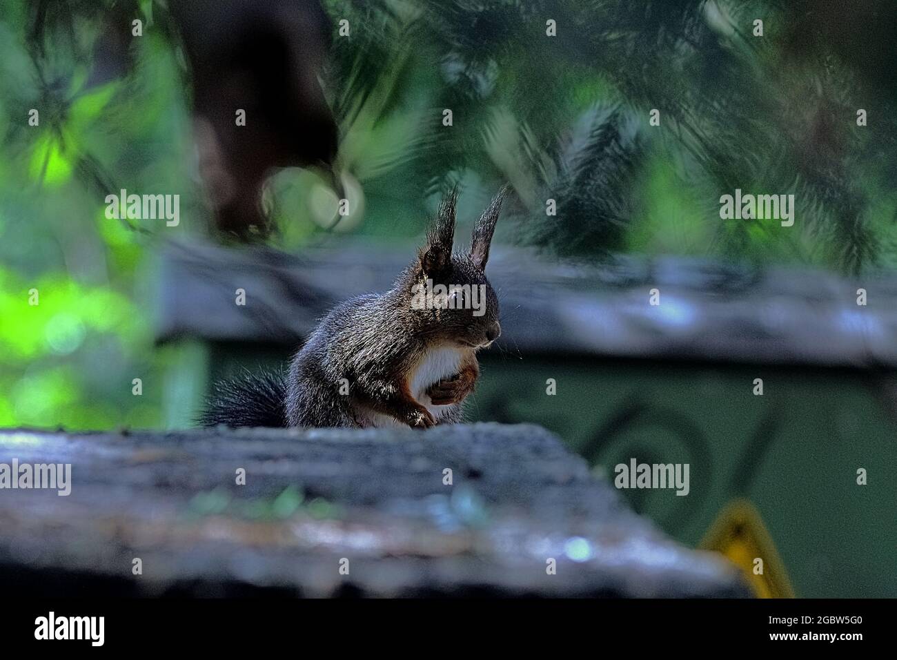 Selective focus shot of a squirrel outdoors Stock Photo - Alamy