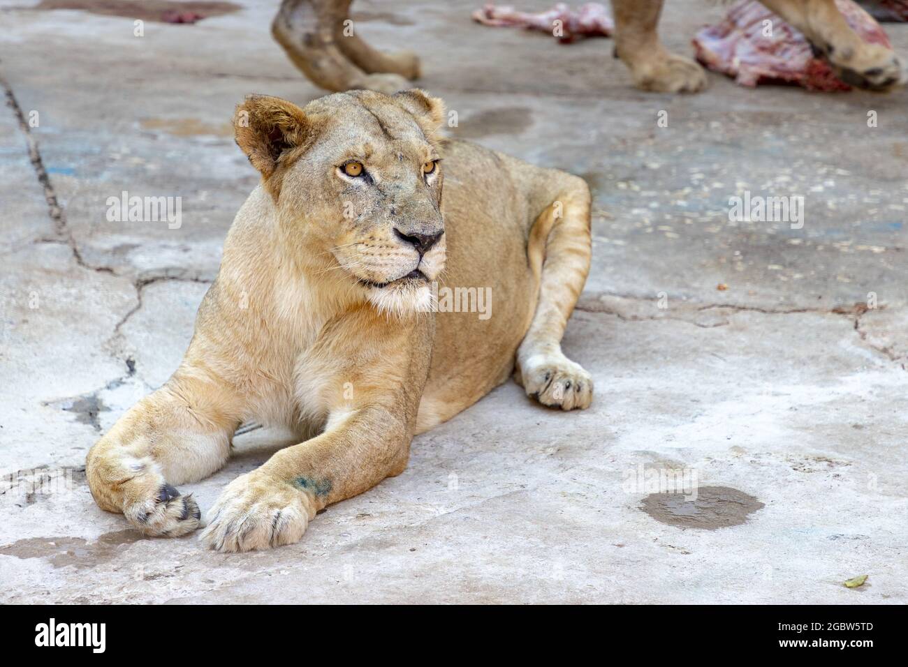 Lion lying on the ground in the national zoo of Cuba Stock Photo - Alamy