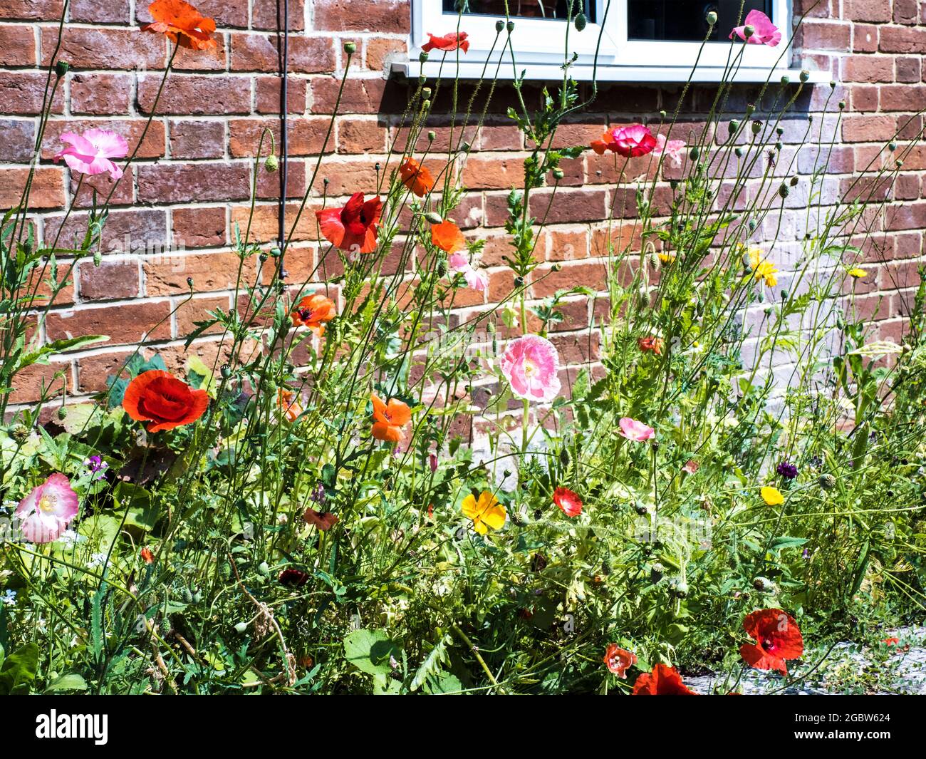 Poppies growing beneath the window of a country cottage Stock Photo - Alamy