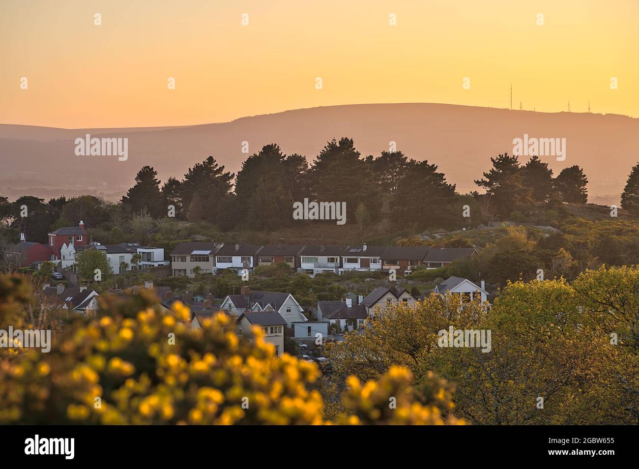 Evening view of Dublin Mountains, houses and roofs, wild yellow gorse ...