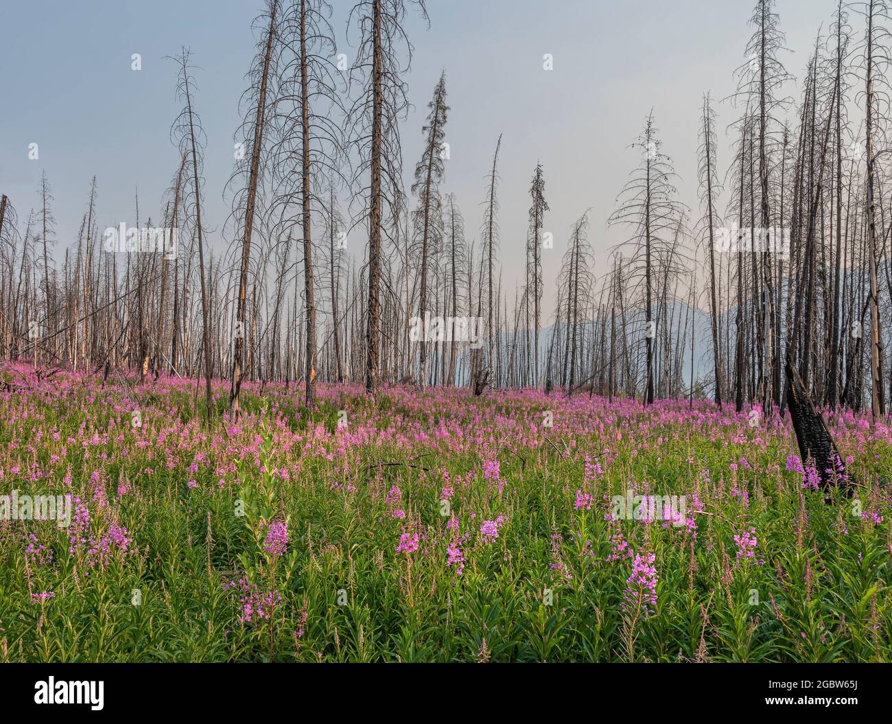 Fireweed (Chamaenerion angustifolium) growing among forest fire tree ...