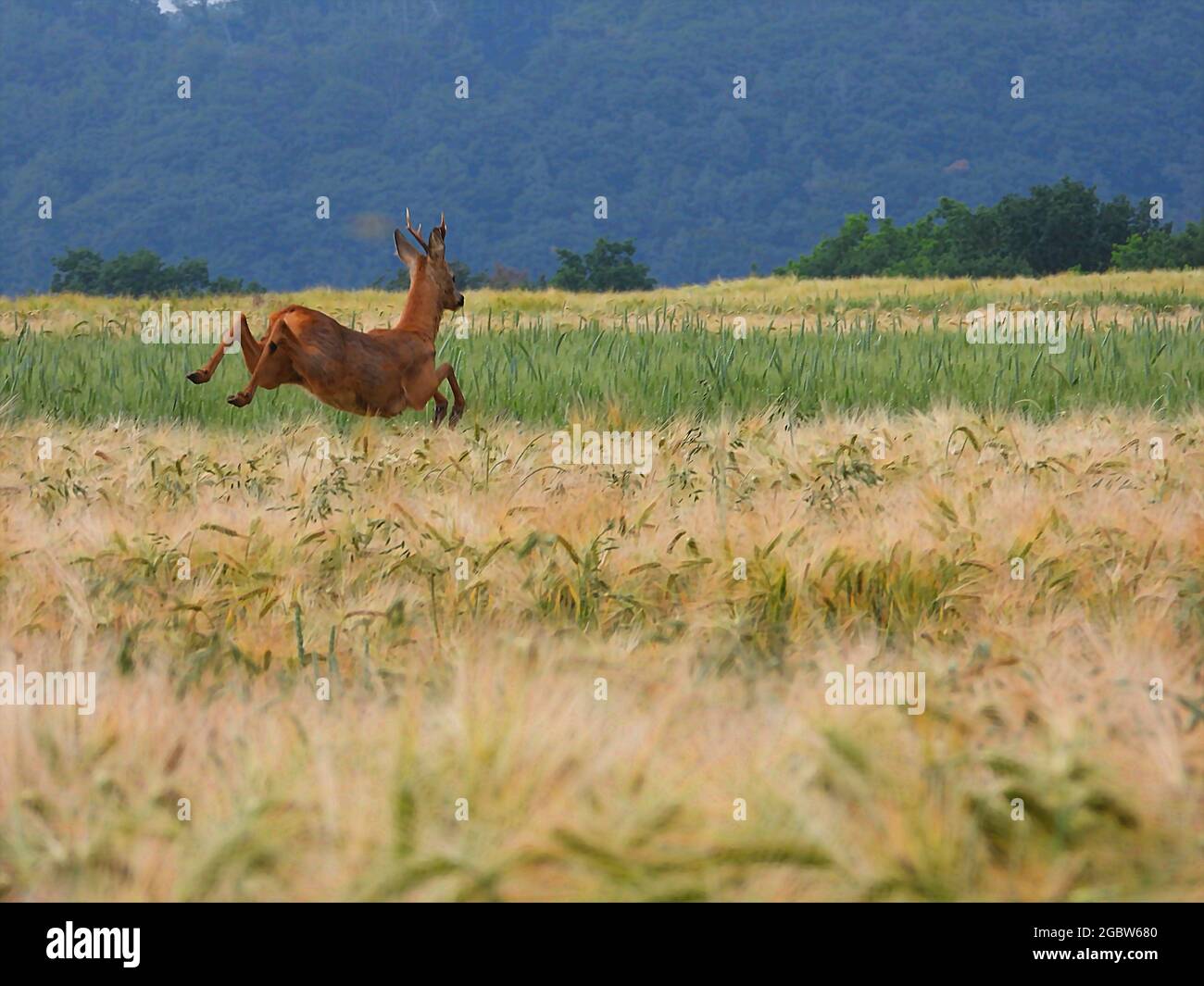 Roe deer running in a large field during daylight Stock Photo - Alamy