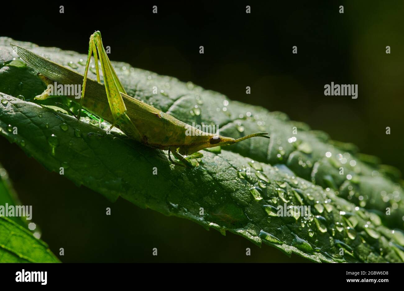 A grasshopper on the green leaf after the rain Stock Photo - Alamy