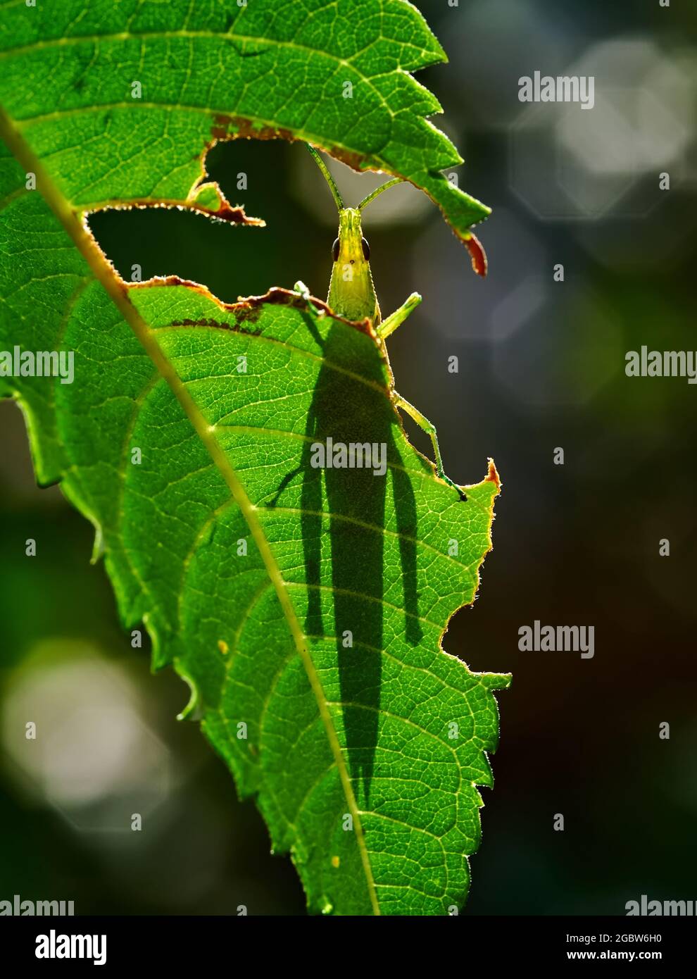 A grasshopper on the green leaf after the rain Stock Photo - Alamy