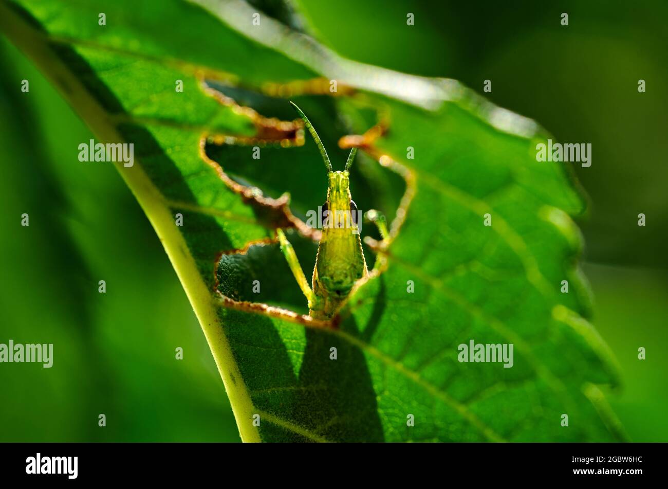 A grasshopper on the green leaf after the rain Stock Photo - Alamy