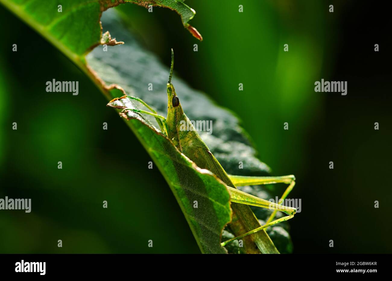 A grasshopper on the green leaf after the rain Stock Photo - Alamy