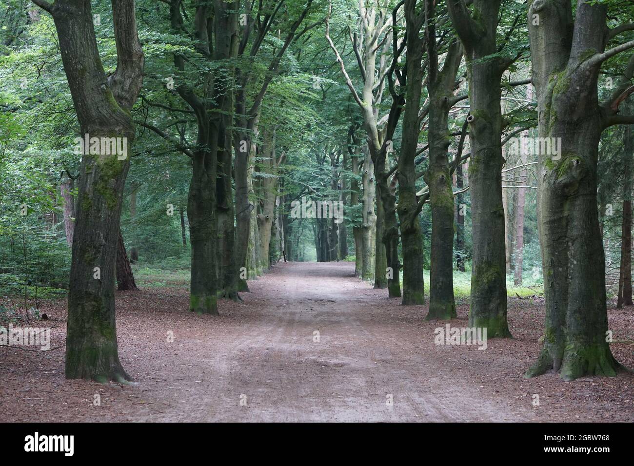 Lush green pine tree forest with a path creating a symmetrical view ...