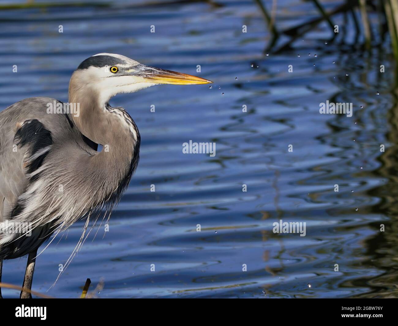 A Trail of Water Droplets from Herons Beak Stock Photo - Alamy