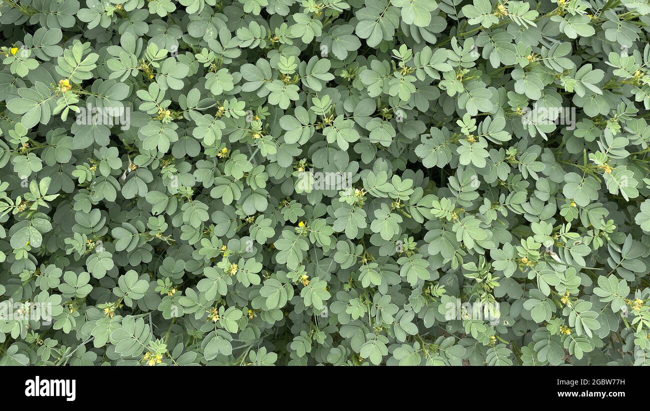Dense Green leaves together forming a beautiful nature background Stock ...