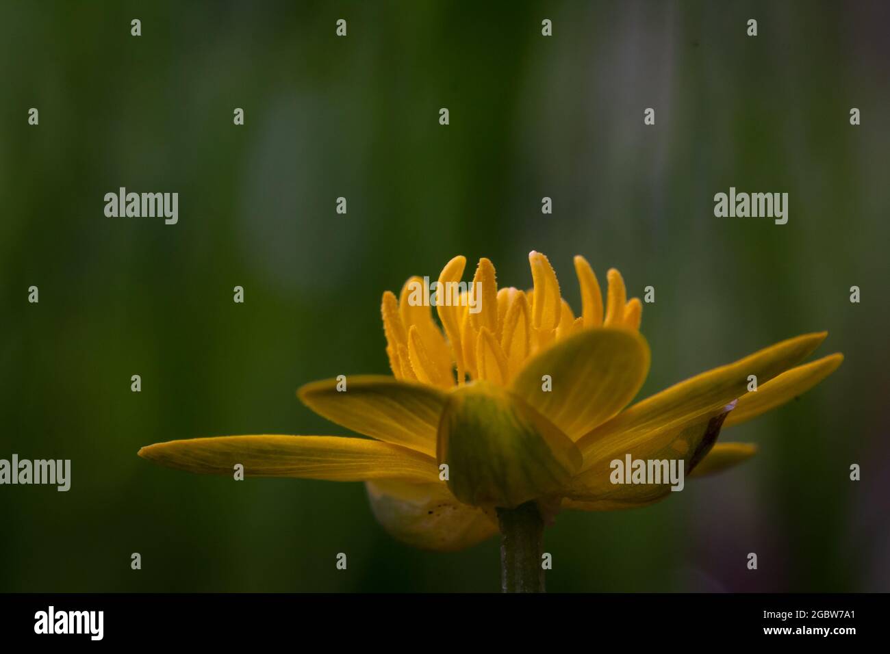 The lesser celandine (Ficaria verna) flower grows in the Norfolk ...