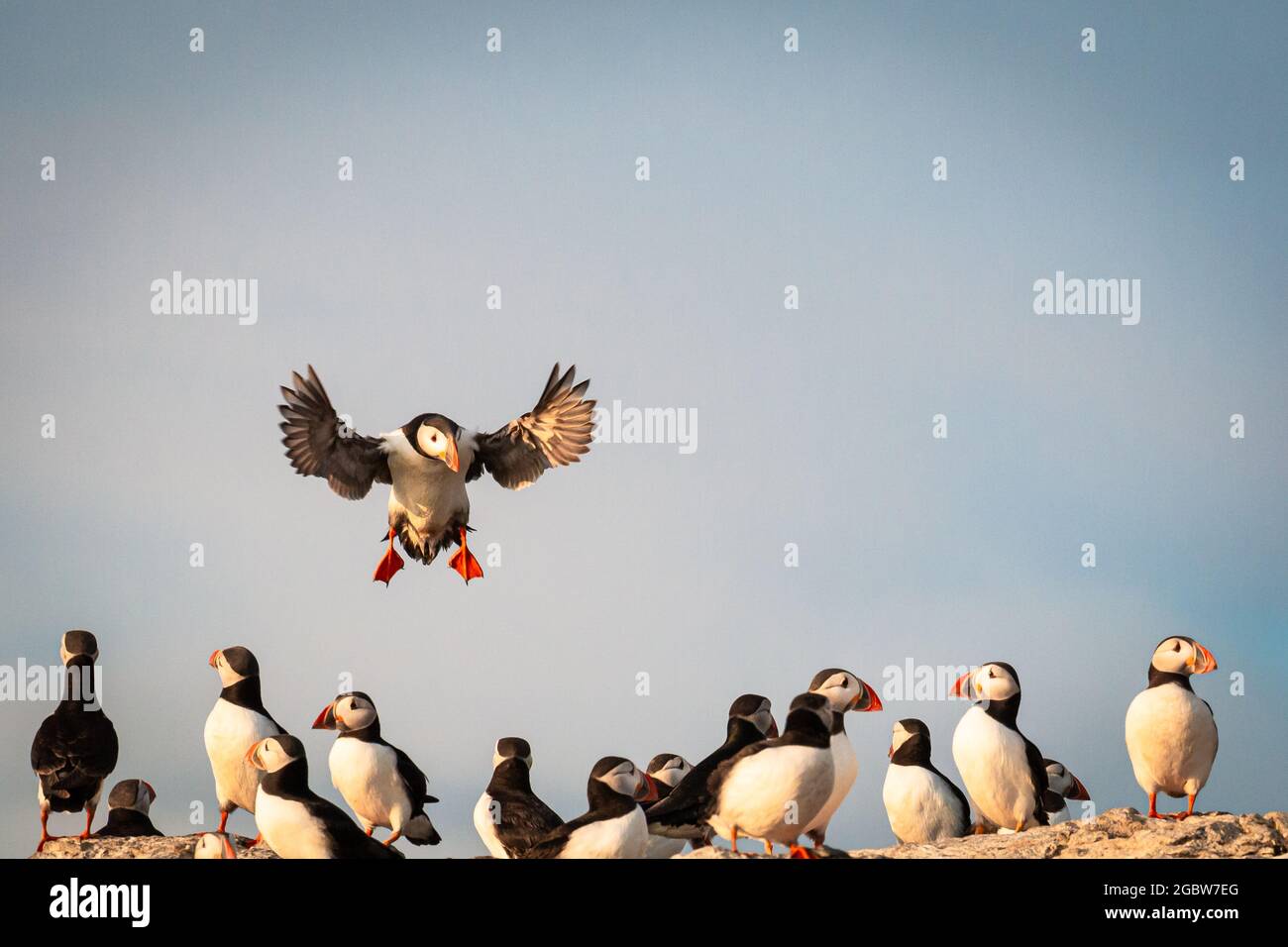 Puffin bird fly landing hi-res stock photography and images - Alamy