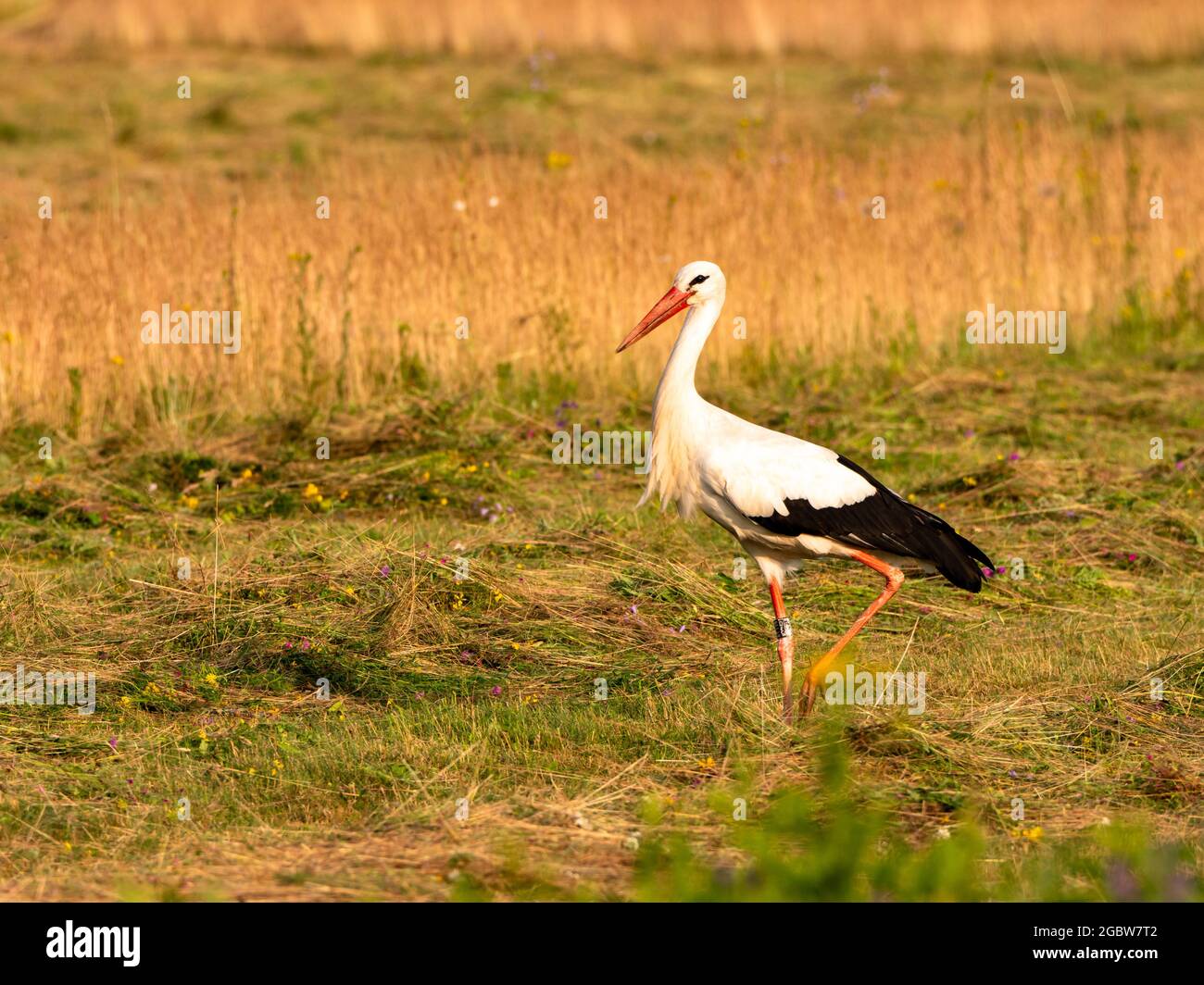 White stork walking on a meadow Stock Photo - Alamy