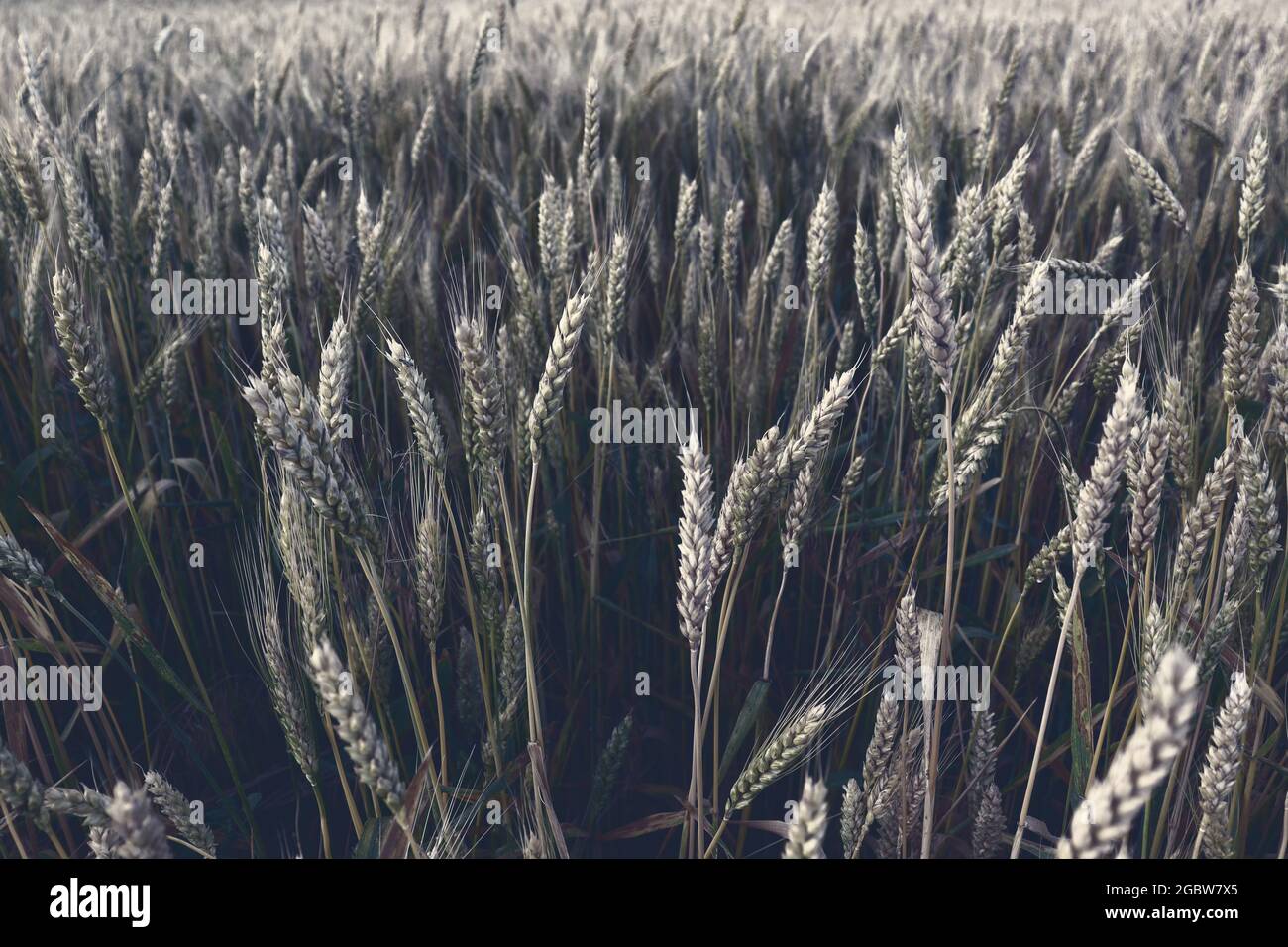 Beautiful rural nature background with wheat field. Grain wallpaper ...