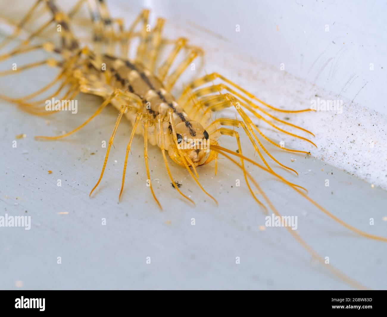 Closeup of a house centipede on a white background Stock Photo - Alamy