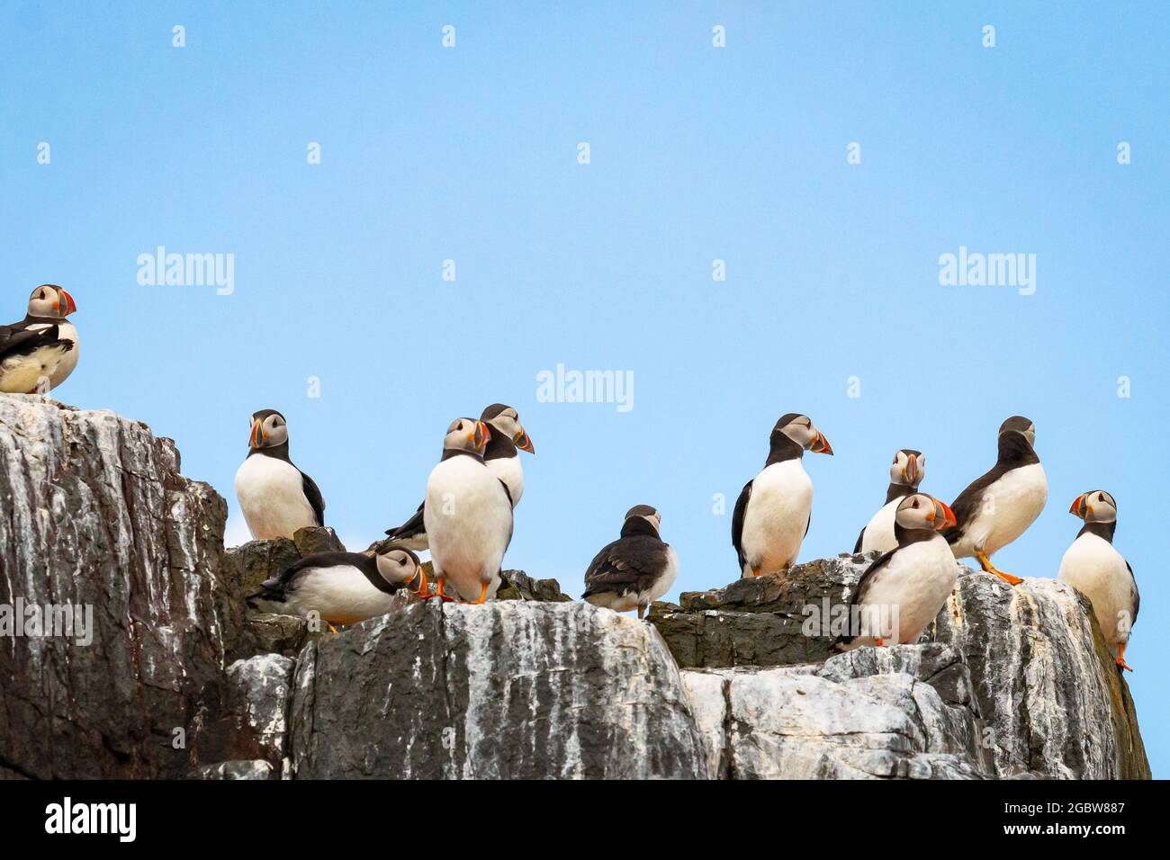 Alca artica hi-res stock photography and images - Alamy