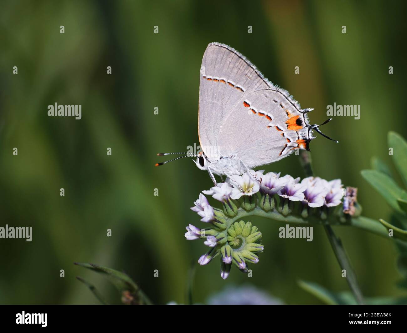 Silver gray wings hi-res stock photography and images - Alamy