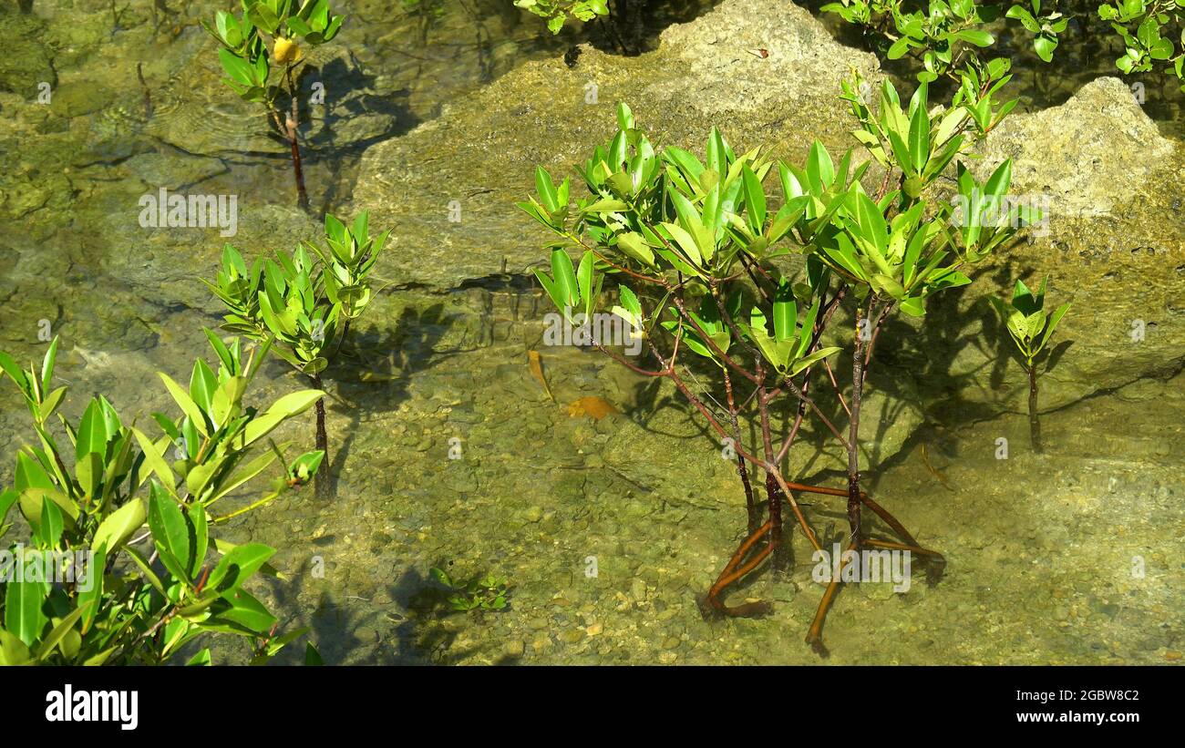 Young mangroves in the water. Tropical mangrove green tree forest ...