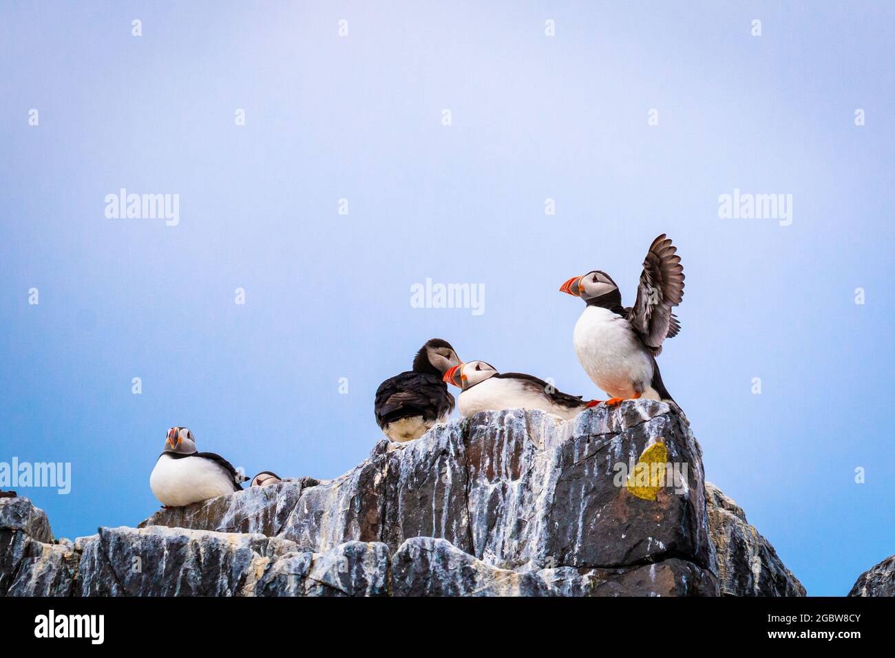 A common puffin (Fratercula arctica) sits on the guano covered rocks ...