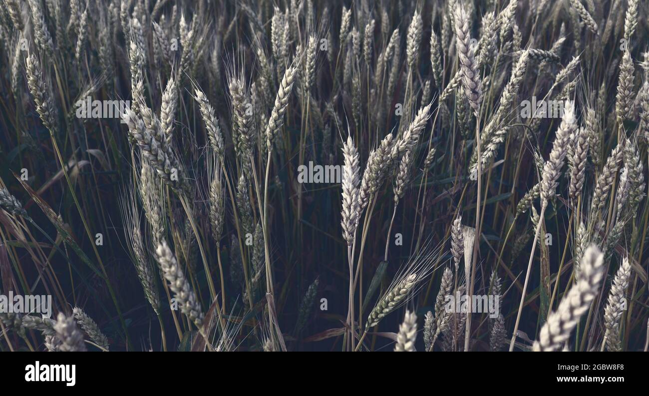 Beautiful rural nature background with wheat field. Grain wallpaper ...