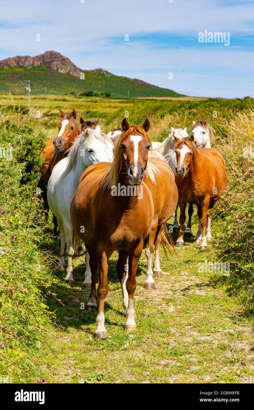 Welsh horses hi-res stock photography and images - Alamy
