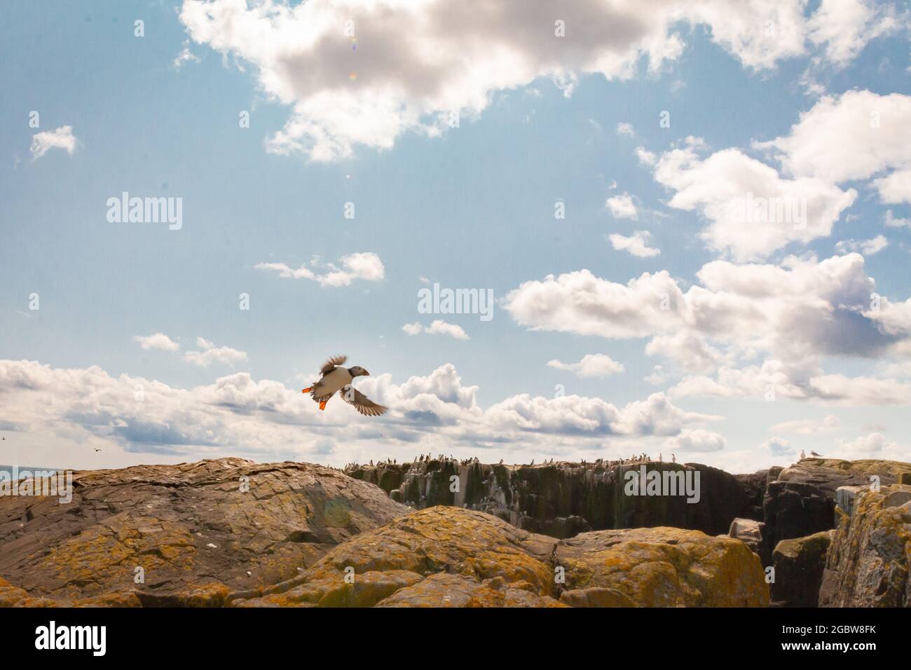 An atlantic puffin (Fratercula arctica) does a fly past of the rocky ...