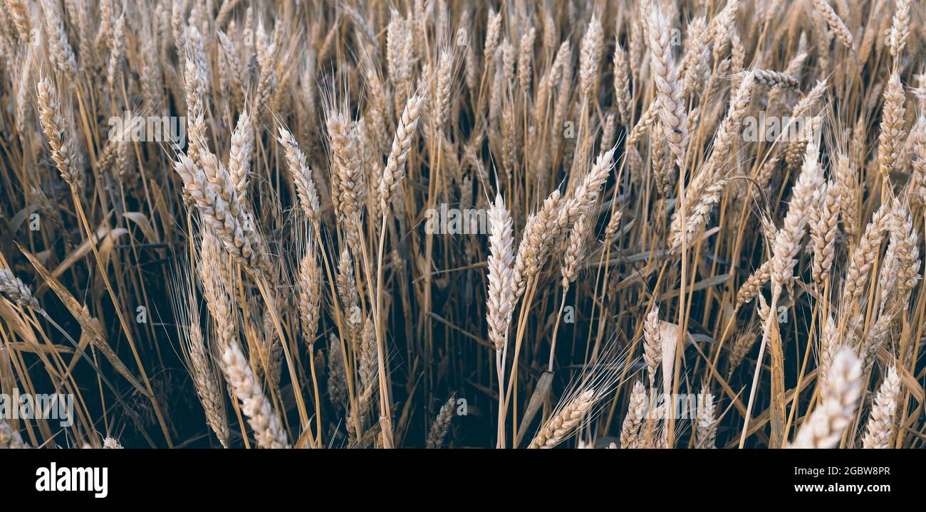 Beautiful rural nature background with wheat field. Grain wallpaper ...