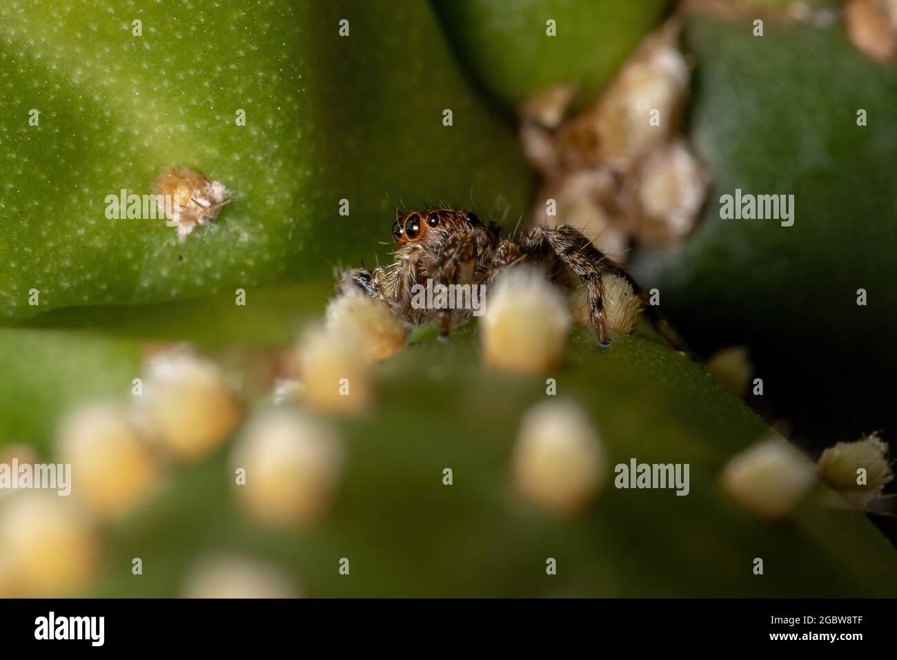 Small Pantropical Jumping Spider of the species Plexippus paykulli ...