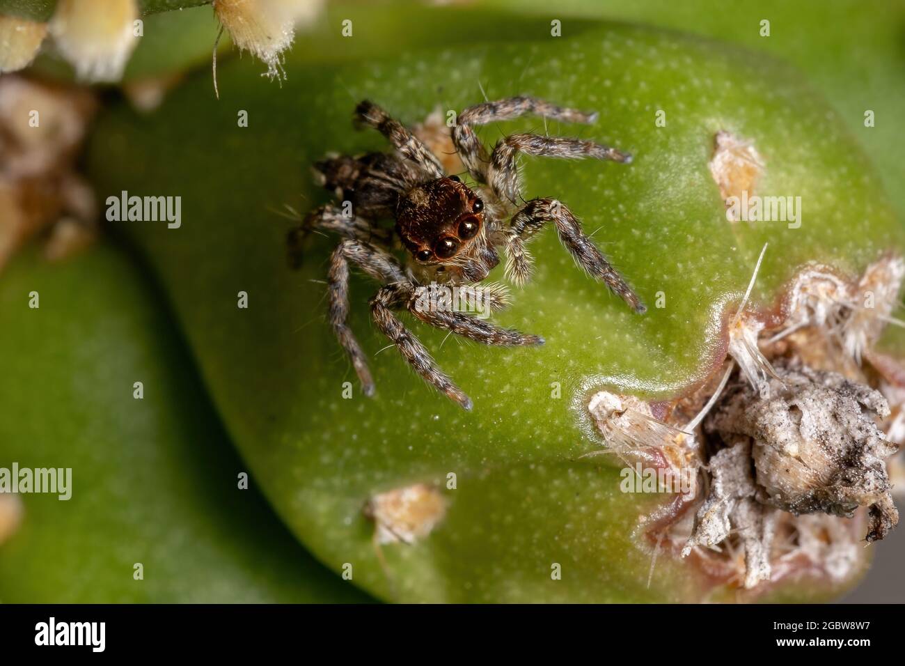 Small Pantropical Jumping Spider of the species Plexippus paykulli ...