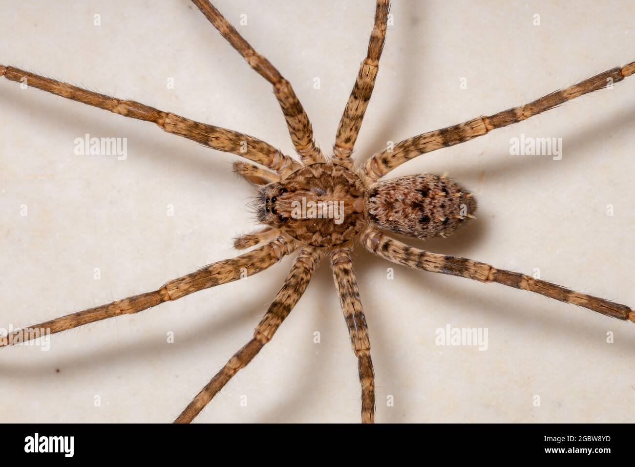 Adult Female Wandering Spider of the Genus Nothroctenus Stock Photo - Alamy