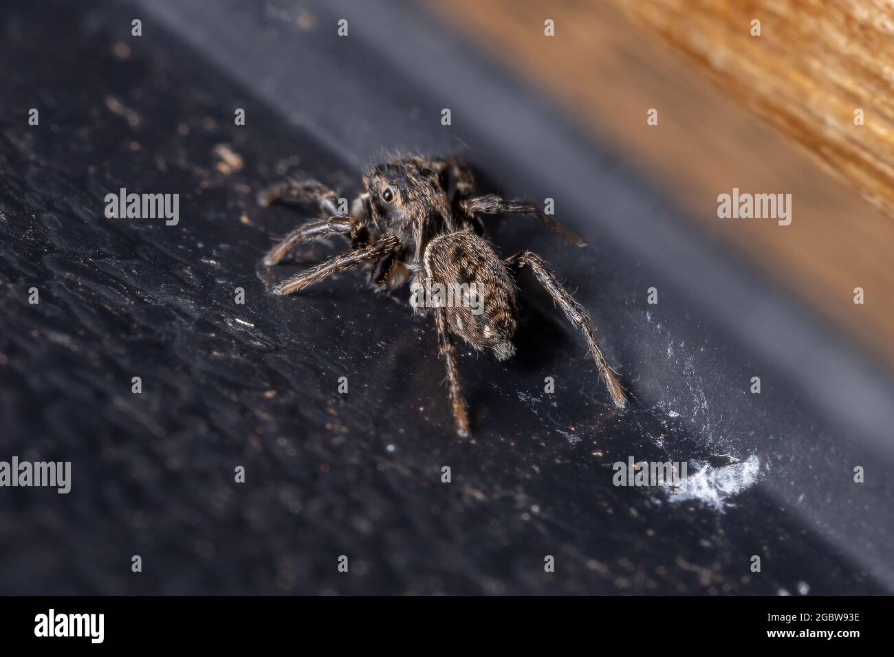 Small Jumping Spider of the Genus Tullgrenella Stock Photo - Alamy